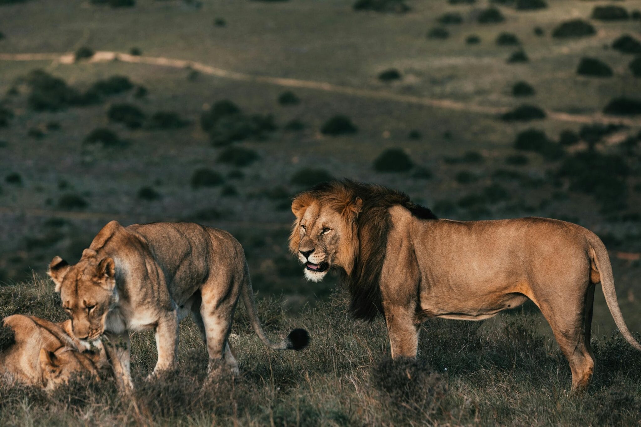 🥇 ¿Qué son los animales carnívoros? - NelyEduc.com
