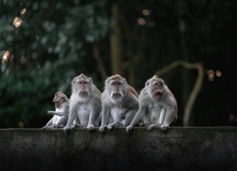 🥇 ¿Qué son los animales de la selva? - NelyEduc.com